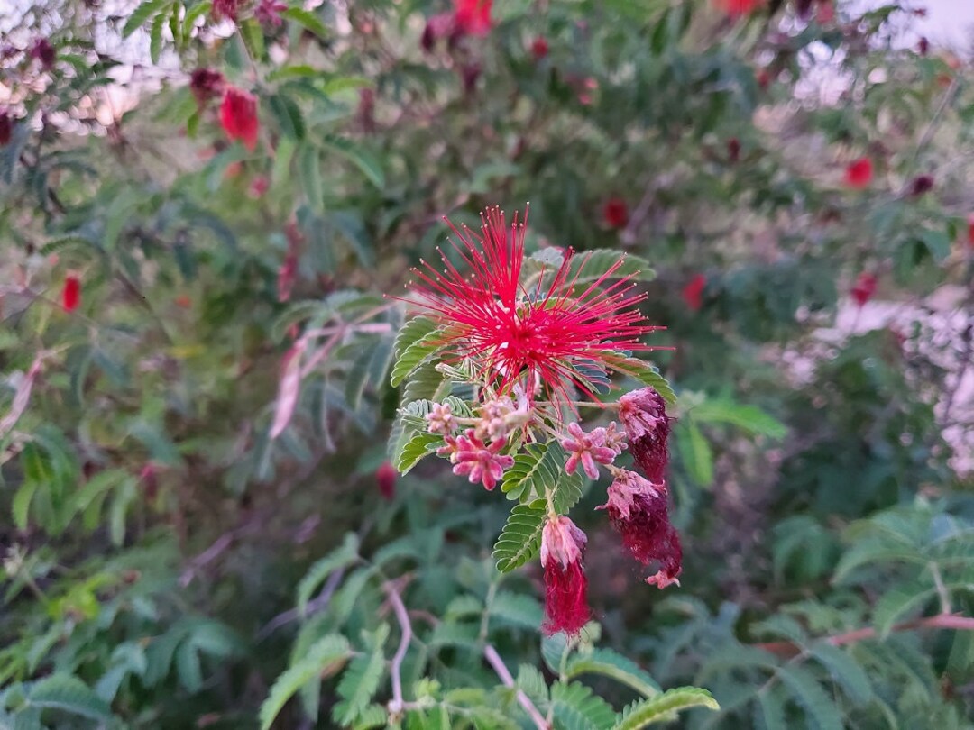 Photo Bloom of a Calliandra Californica Shrub - Etsy