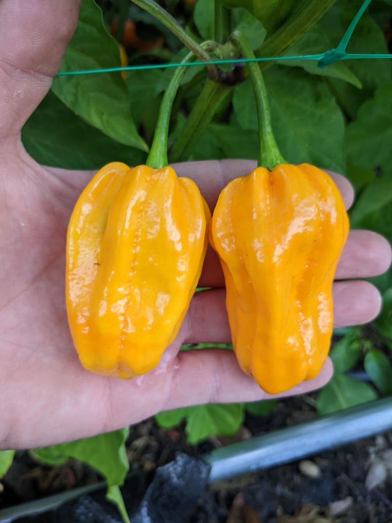 Yellow Habanero (pepper Seeds) - Etsy