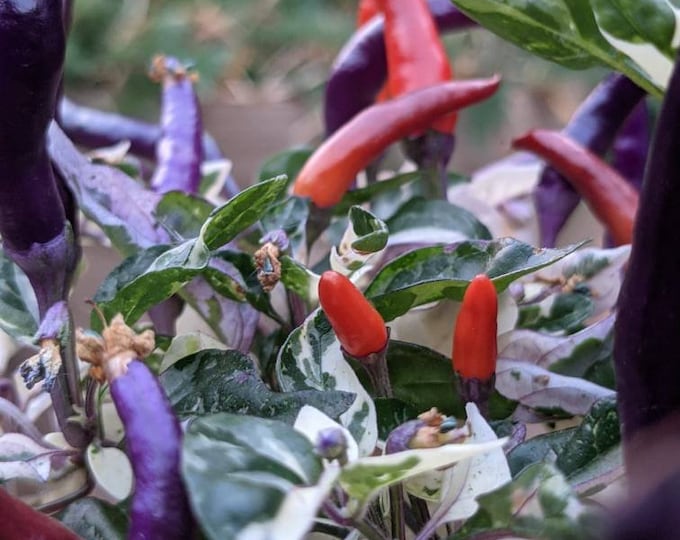 Organic dreamcatcher Dwarf F5 Pepper Seeds - Etsy