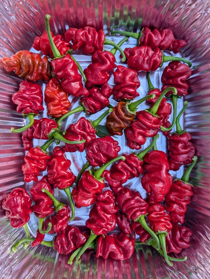 Rare Zou-pi / Shar Pei (pepper Seeds) - Etsy