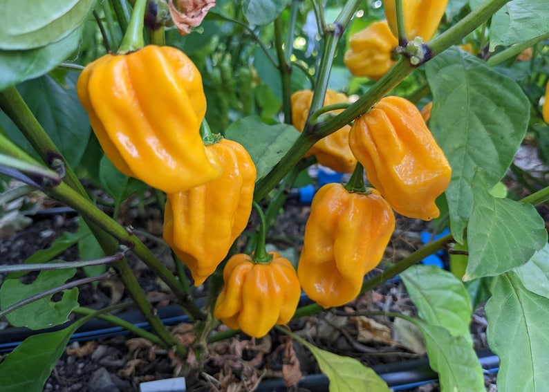 Yellow Habanero (pepper Seeds) - Etsy