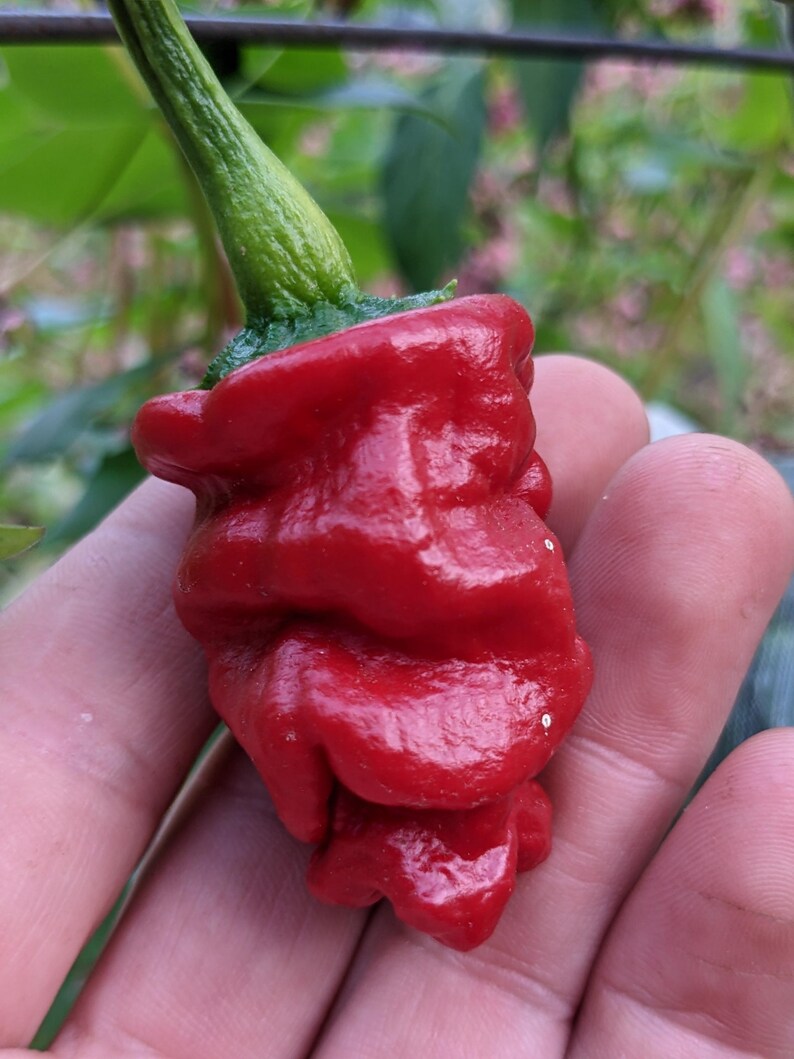 Rare Zou-pi / Shar Pei (pepper Seeds) - Etsy