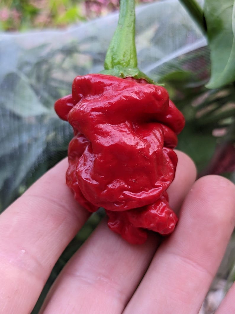 Rare Zou-pi / Shar Pei (pepper Seeds) - Etsy