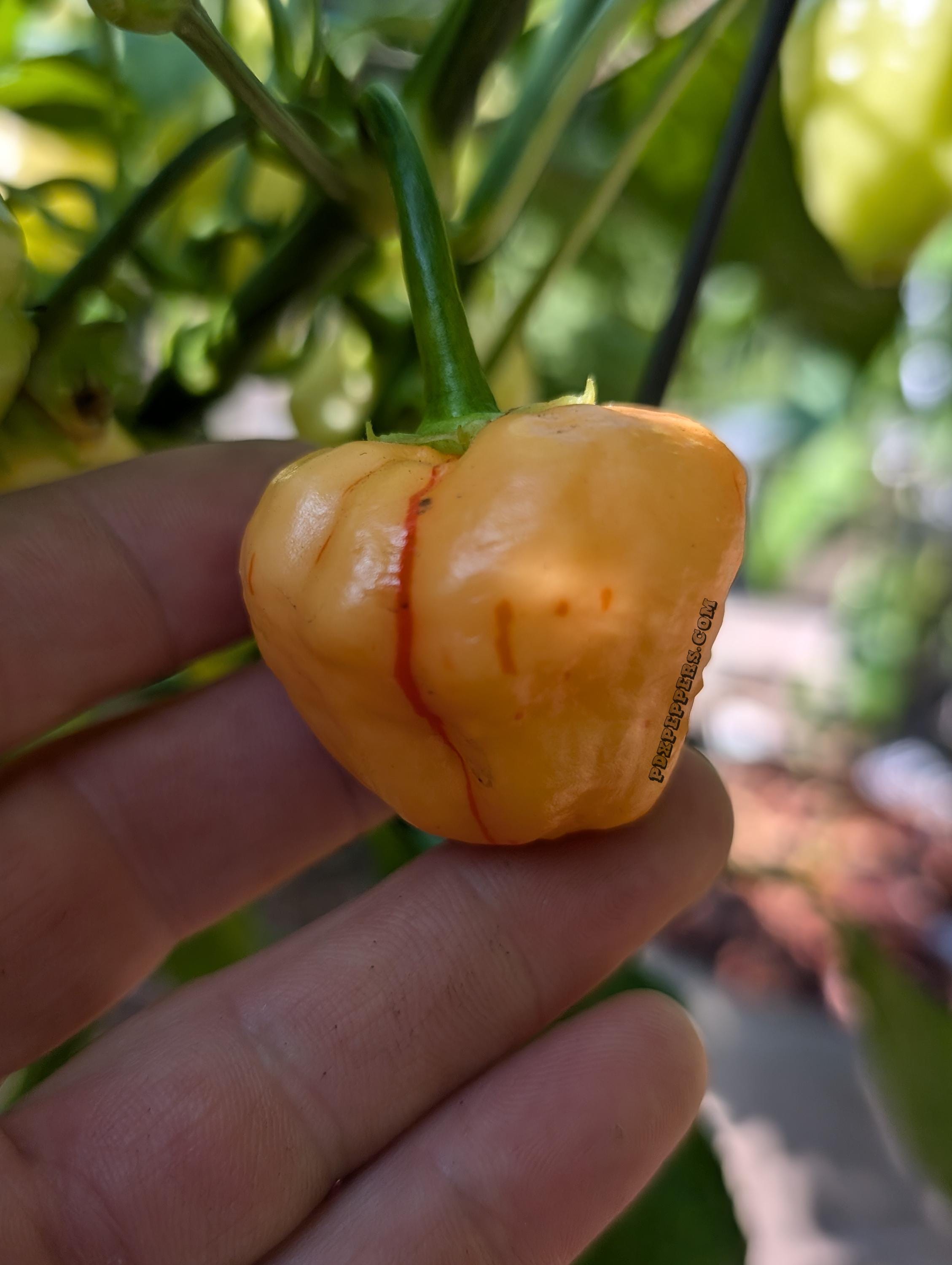 Peppa Peach Stripey ML (pepper Seeds) - Etsy