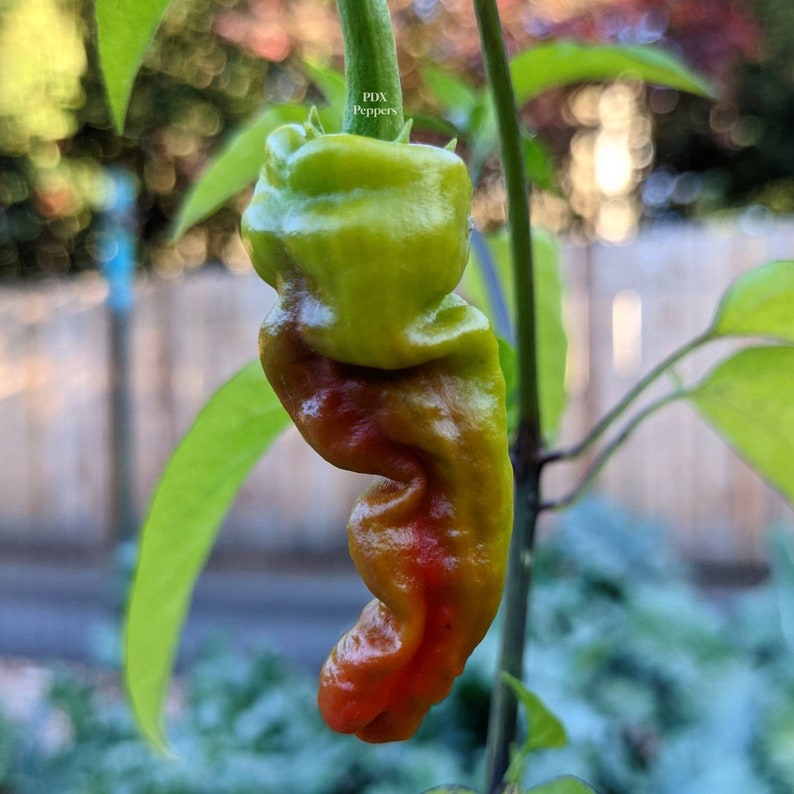 Isolated Rare 'zou-pi/shar Pei' Seeds Organic - Etsy