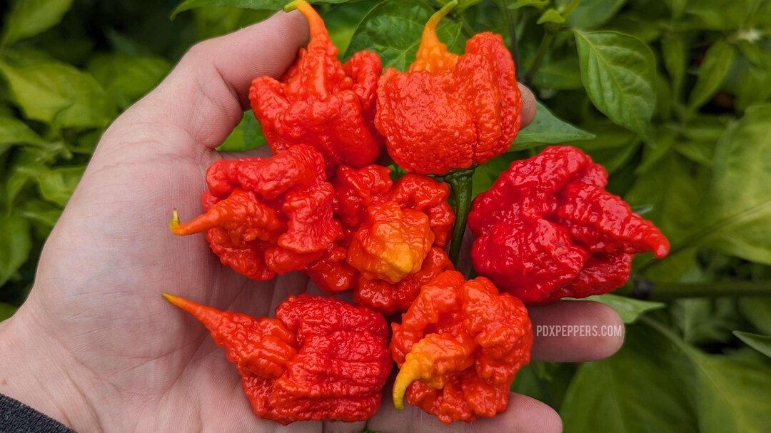 Beast (pepper Seeds) - Etsy