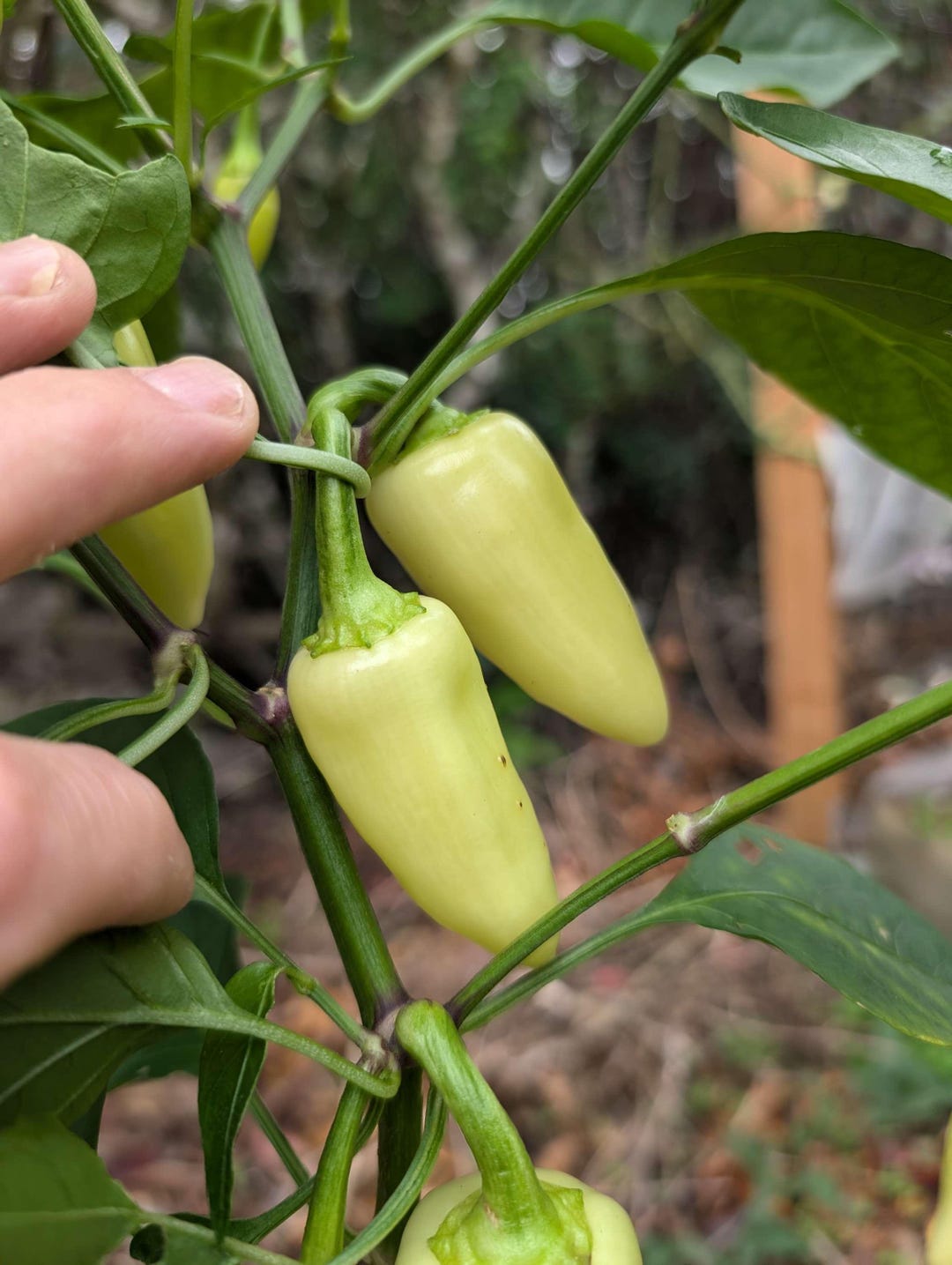 Santa Fe Grande (pepper Seeds) - Etsy