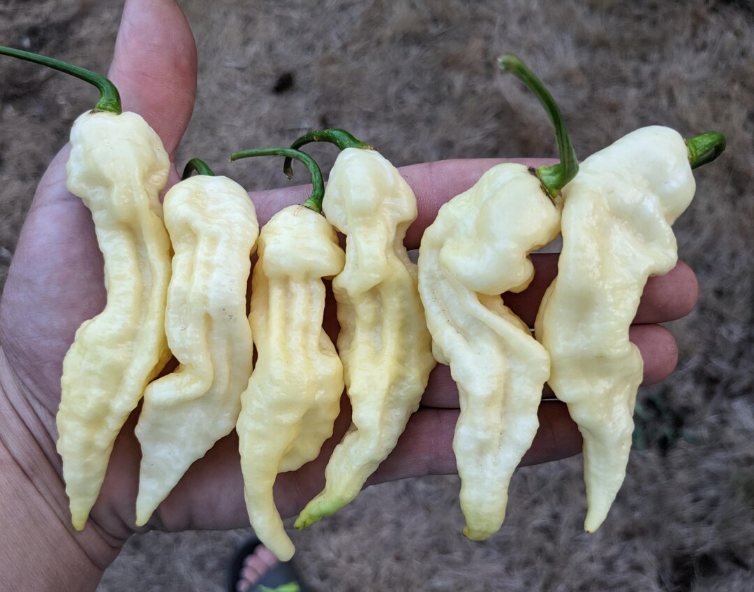 White Bhut Jolokia (ghost) W (pepper Seeds) - Etsy