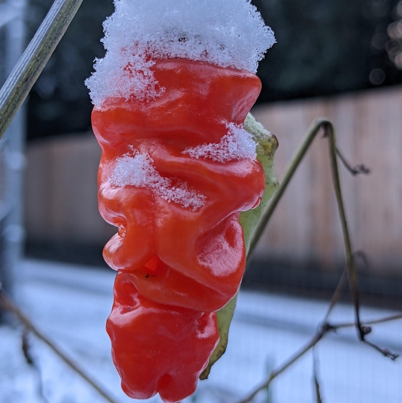 Rare Zou-pi / Shar Pei (pepper Seeds) - Etsy