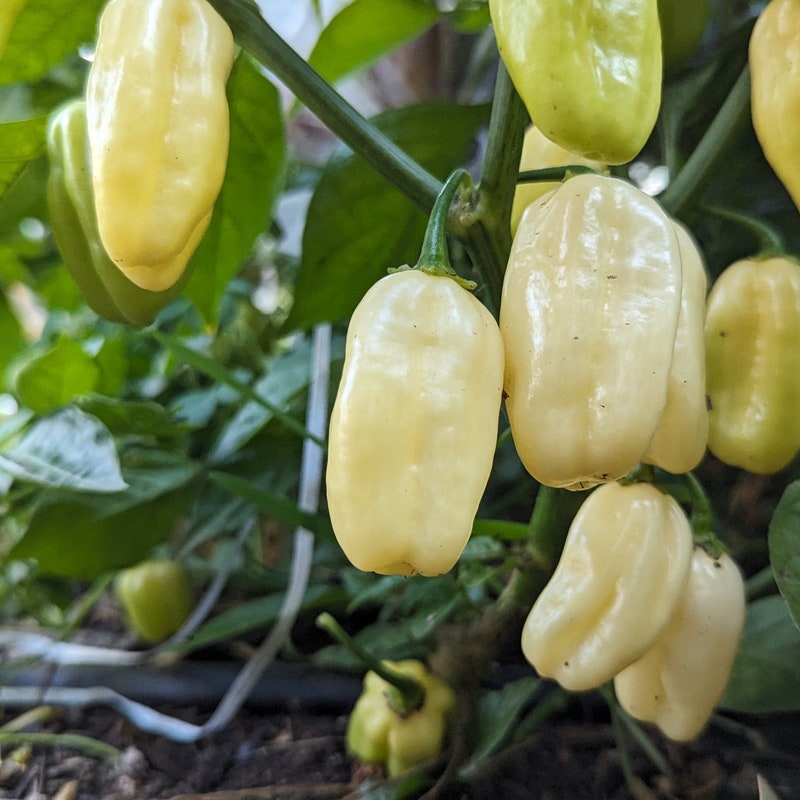 Rare Pepper Seeds - Etsy