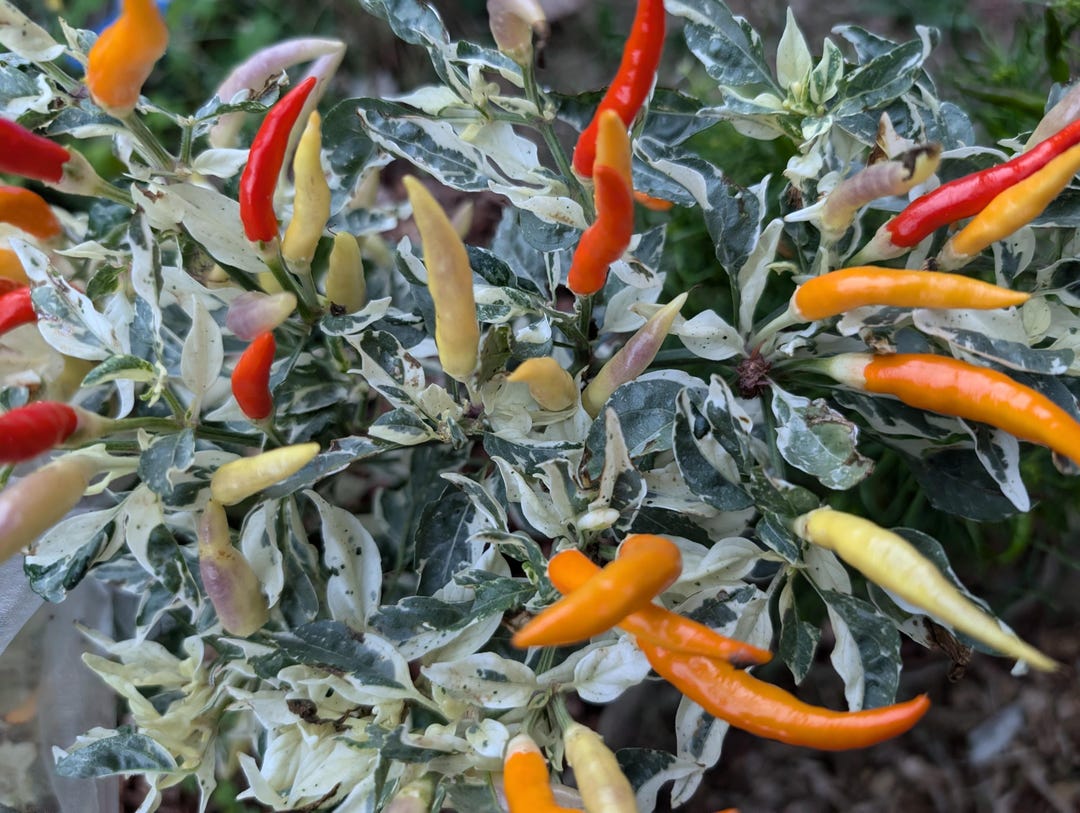 Indonesian Variegated (pepper Seeds) - Etsy