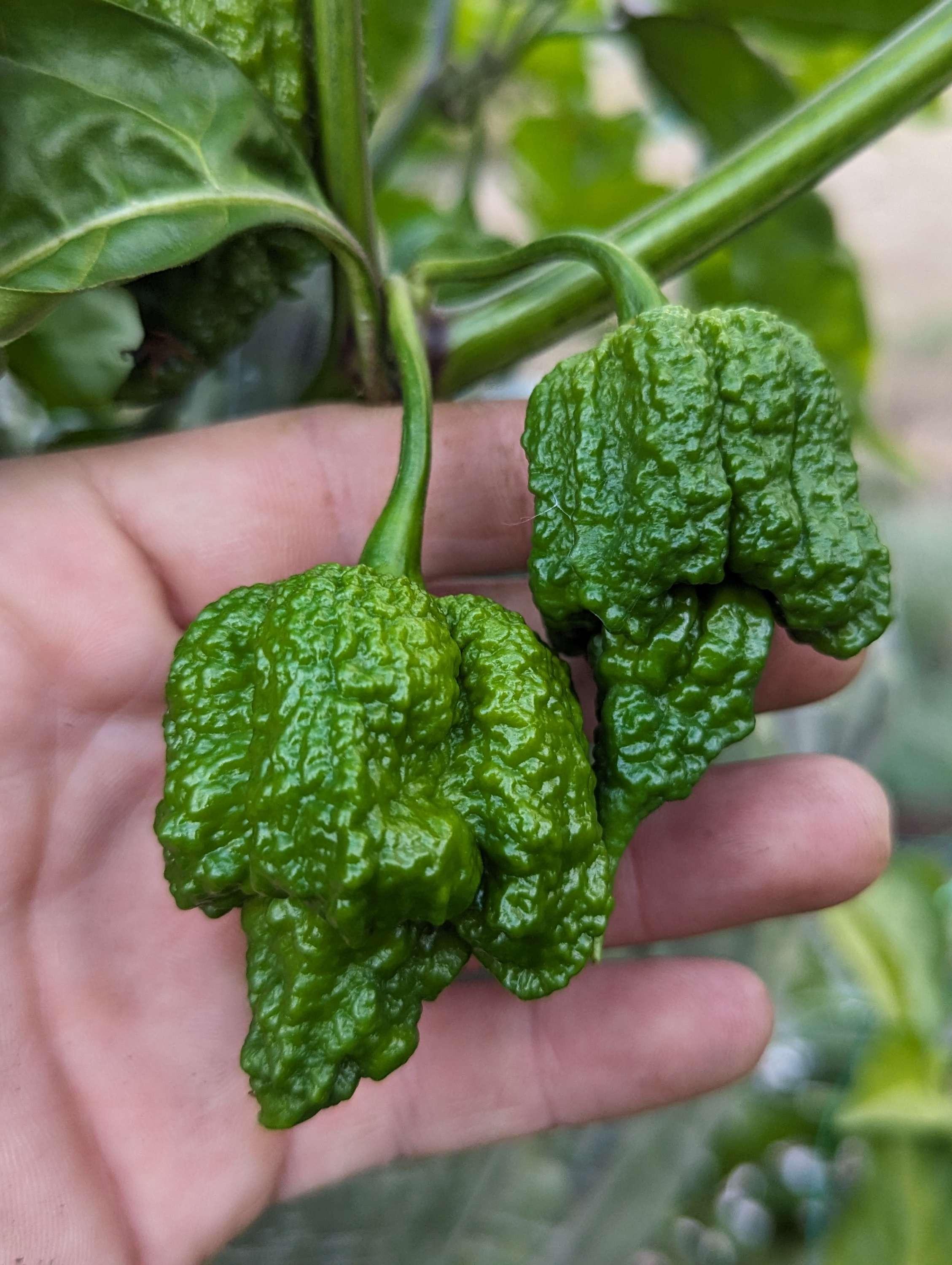 Beast pepper Seeds - Etsy