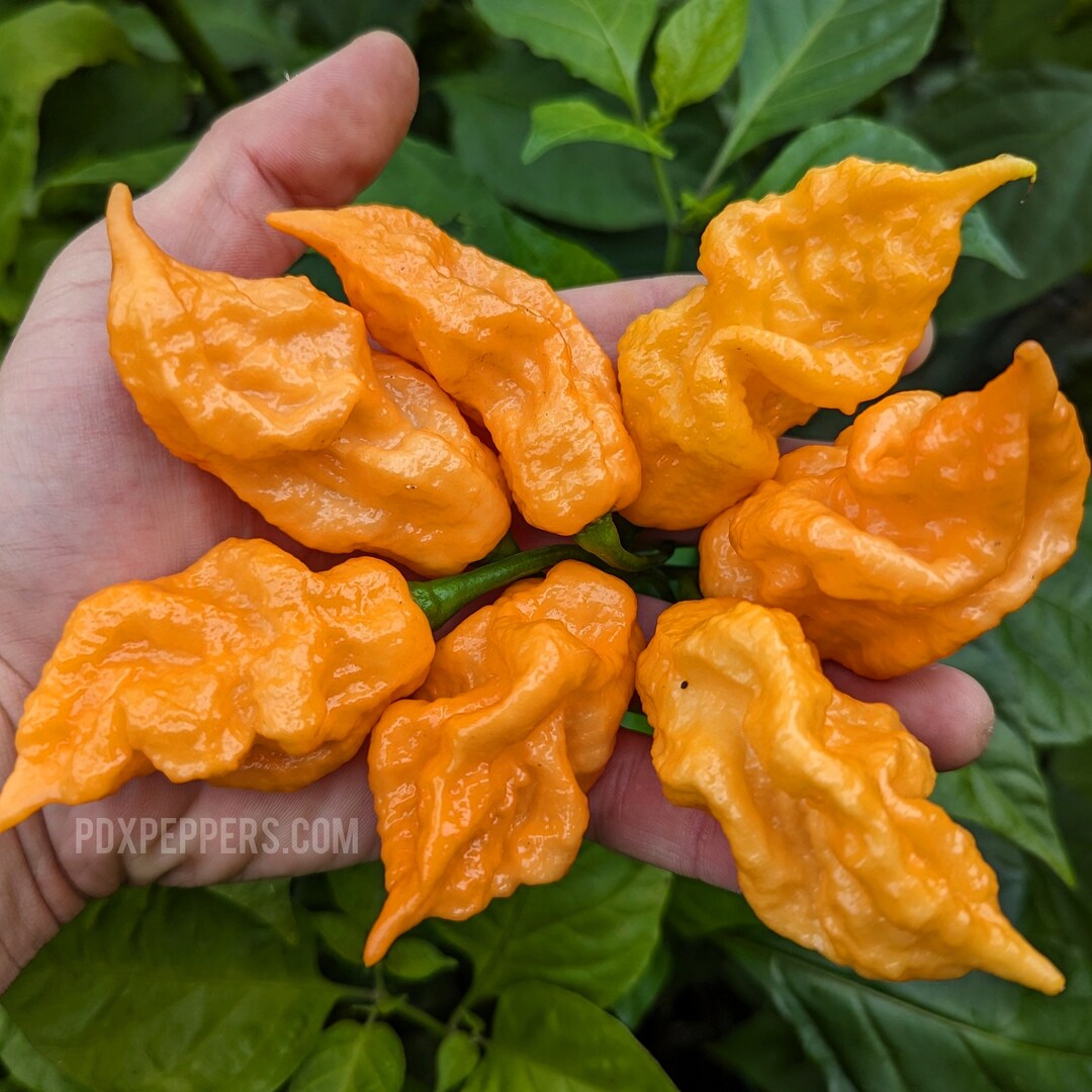 Orange Cream Bhut ghost pepper Seeds - Etsy