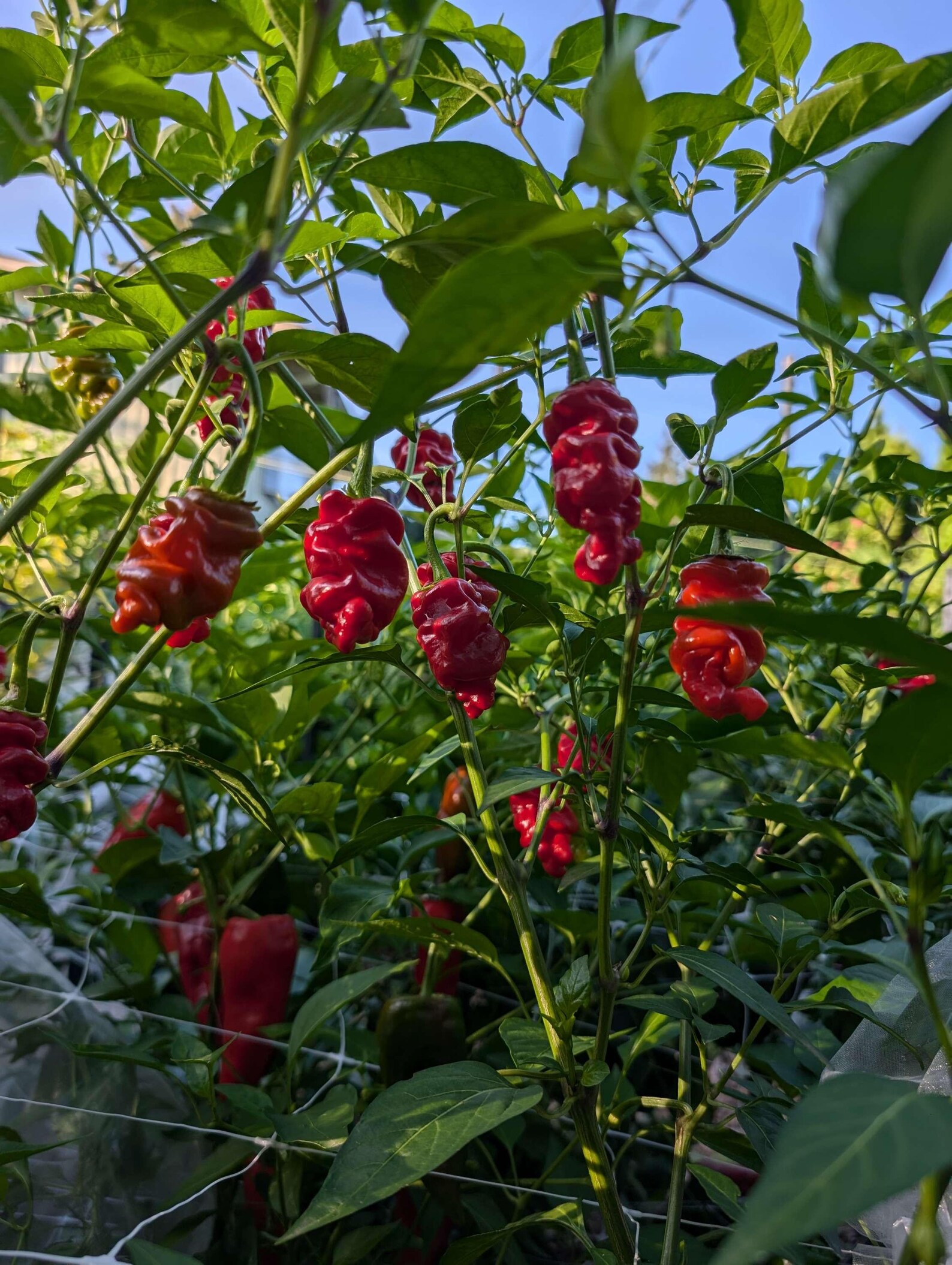 Rare Zou-pi / Shar Pei (pepper Seeds) - Etsy