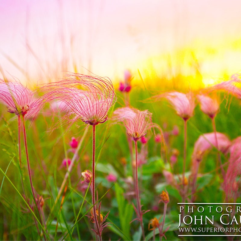Prairie Smoke - Etsy