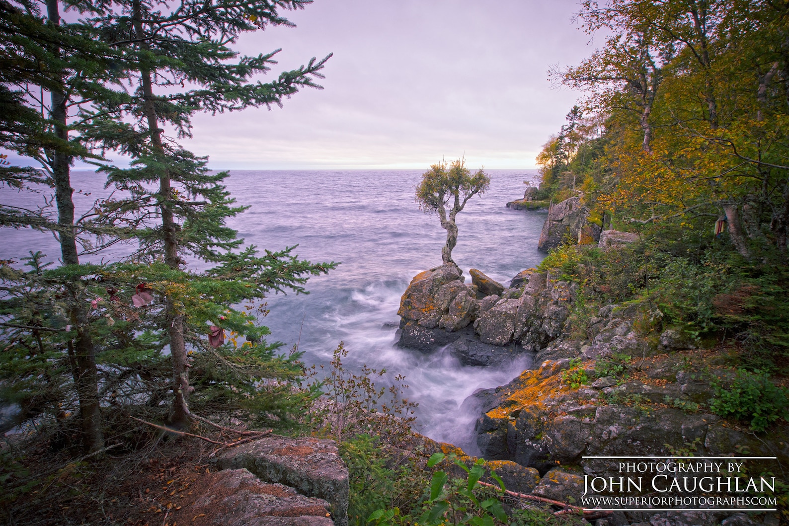 Witch Tree - Grand Portage (minnesota) - Etsy