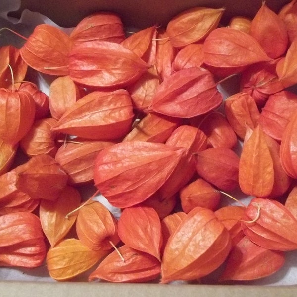 Unusual Seed Pods - Etsy