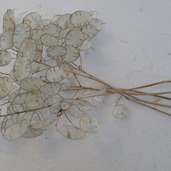 Dried Lunaria - Etsy
