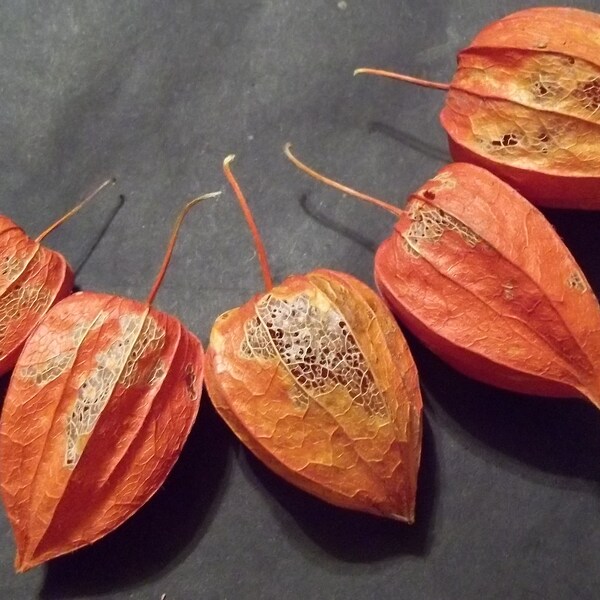 Unusual Seed Pods - Etsy