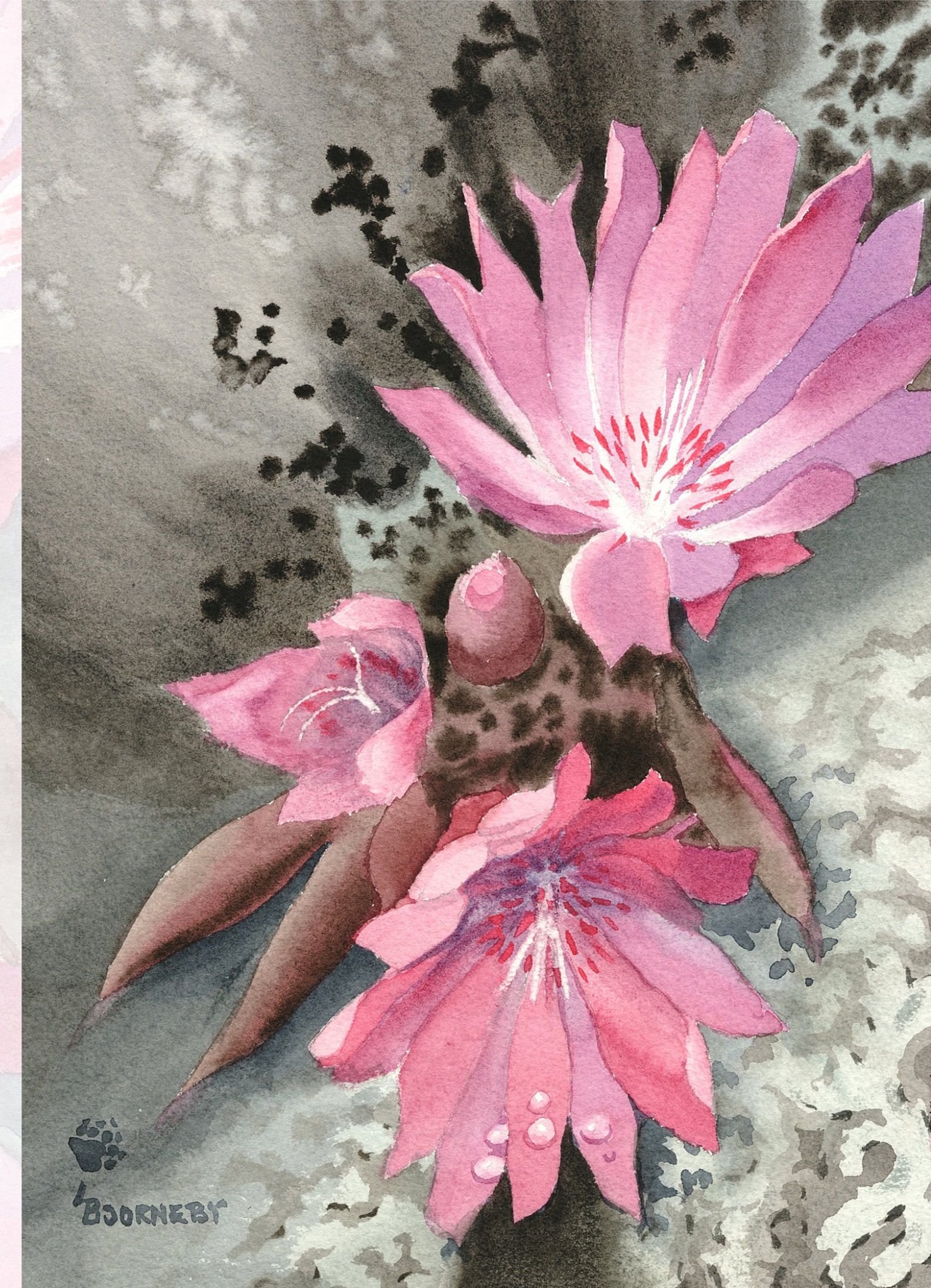 Bitterroot Fine Art Print – Matted - Etsy