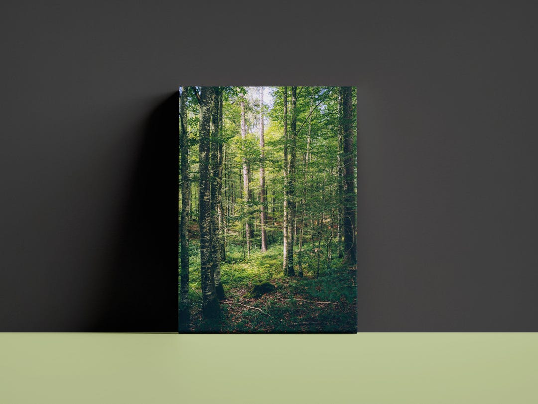 Idyllic Birch Forest Canvas Print – Nature Photography From Lake ...
