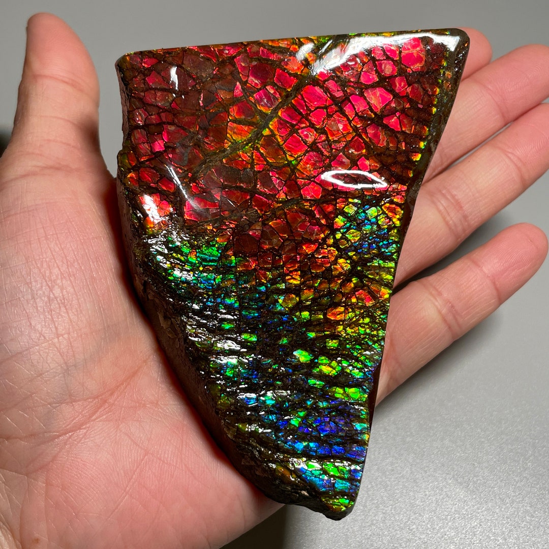 Rainbow Ammolite Display Rainbow Natural Canadian Ammonite - Etsy