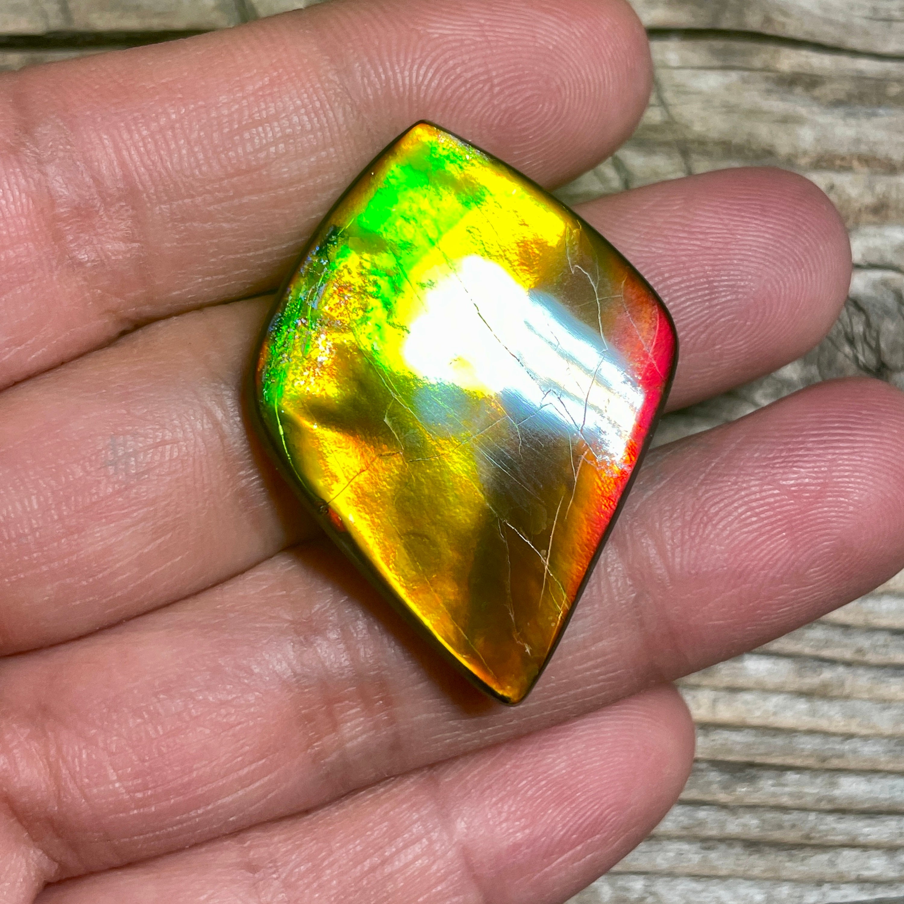 Polished Ammolite Natural Freeform Rainbow Canadian Ammonite - Etsy