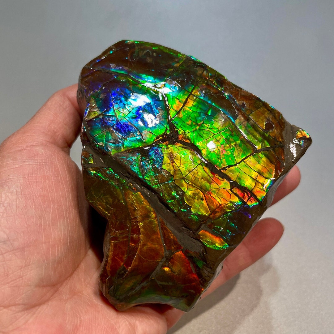 Rainbow Ammolite Double Sided Display, Canada Ammonite Fossil Specimen ...