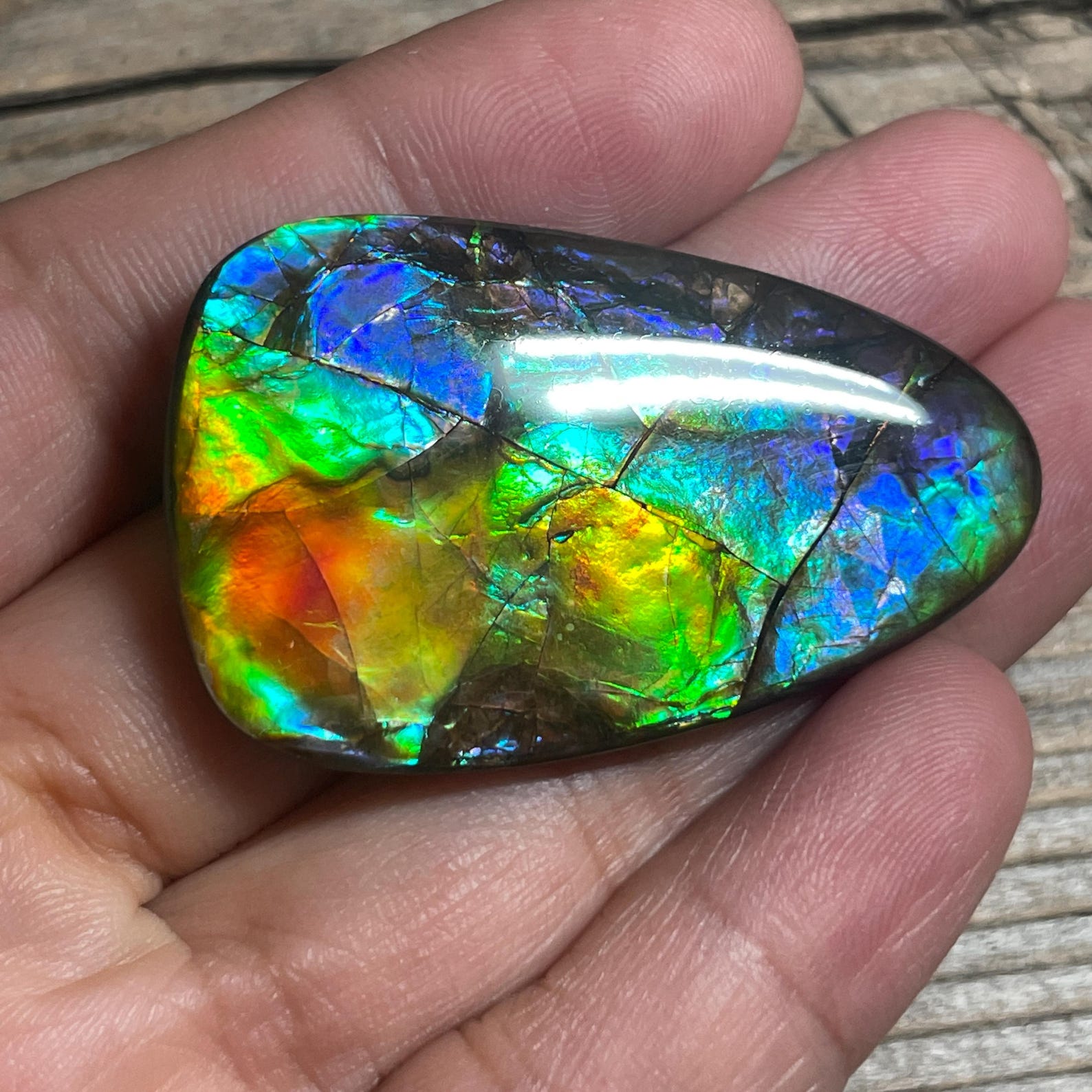 Rainbow Ammolite Cabochon, Rainbow, Canadian Ammonite Fossil Gemstone ...