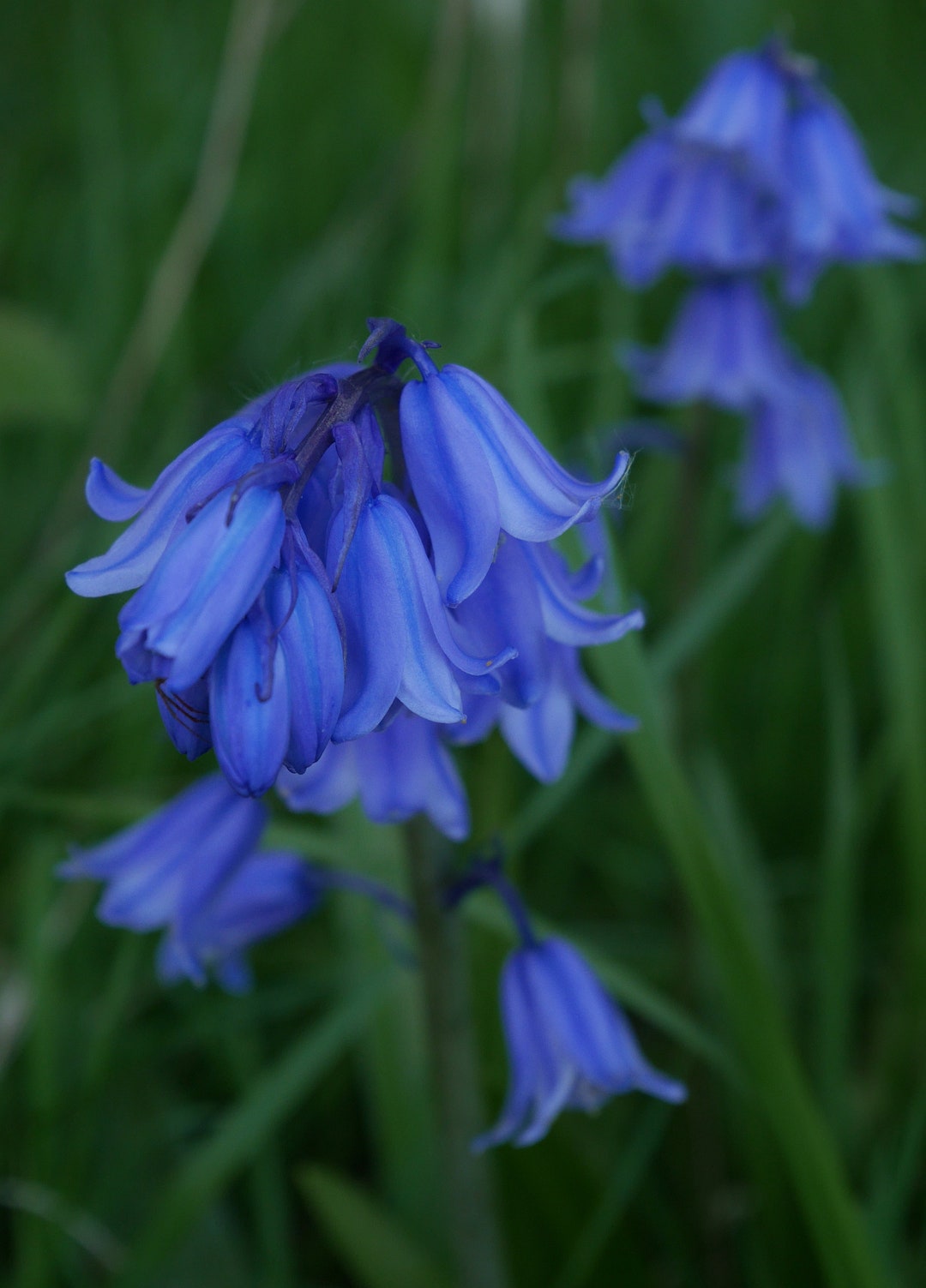 Bluebells in the Spring - Etsy