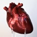 Realistic Human Heart Life Size Anatomical Human Heart | Etsy