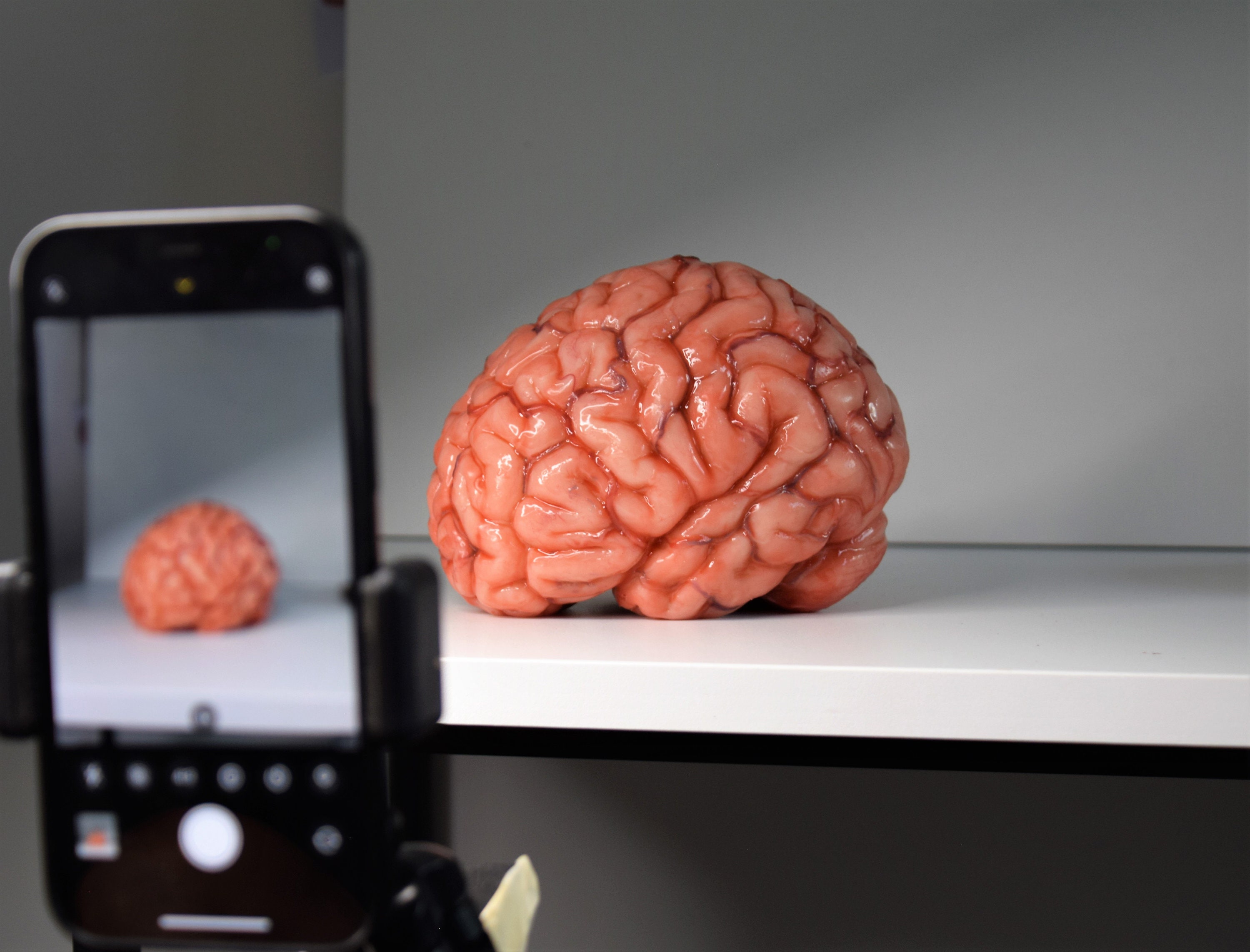 Brain Model