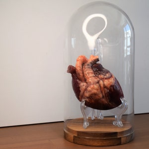 Realistic Human Heart Life Size Anatomical Human Heart - Etsy UK