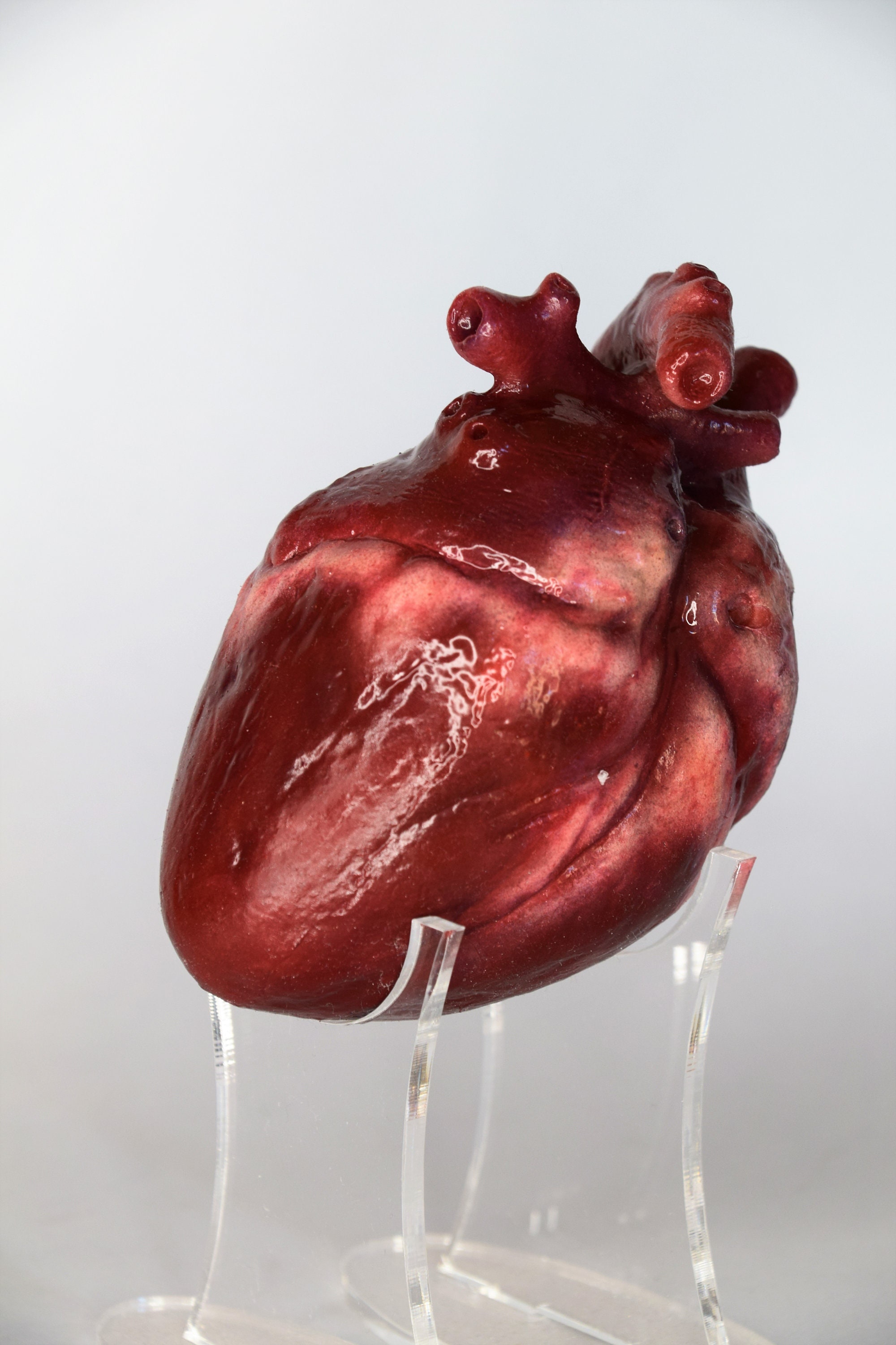 Realistic Human Heart Life Size Anatomical Human Heart | Etsy