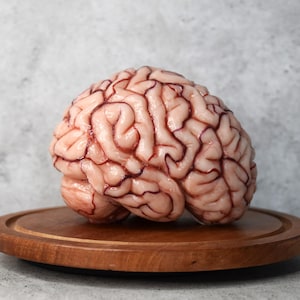 Realistic Human Brain Life Size, Anatomical Accurate - Etsy
