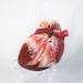 Realistic Human Heart Life Size , Anatomical Human Heart Silicone ...