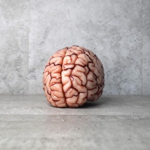 Realistic Human Brain Life Size, Anatomical Accurate - Etsy