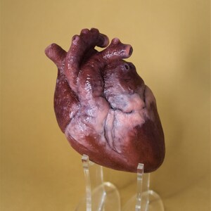 Realistic Human Heart Life Size Anatomical Human Heart - Etsy