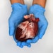 Realistic Human Heart Life Size , Anatomical Human Heart Silicone ...