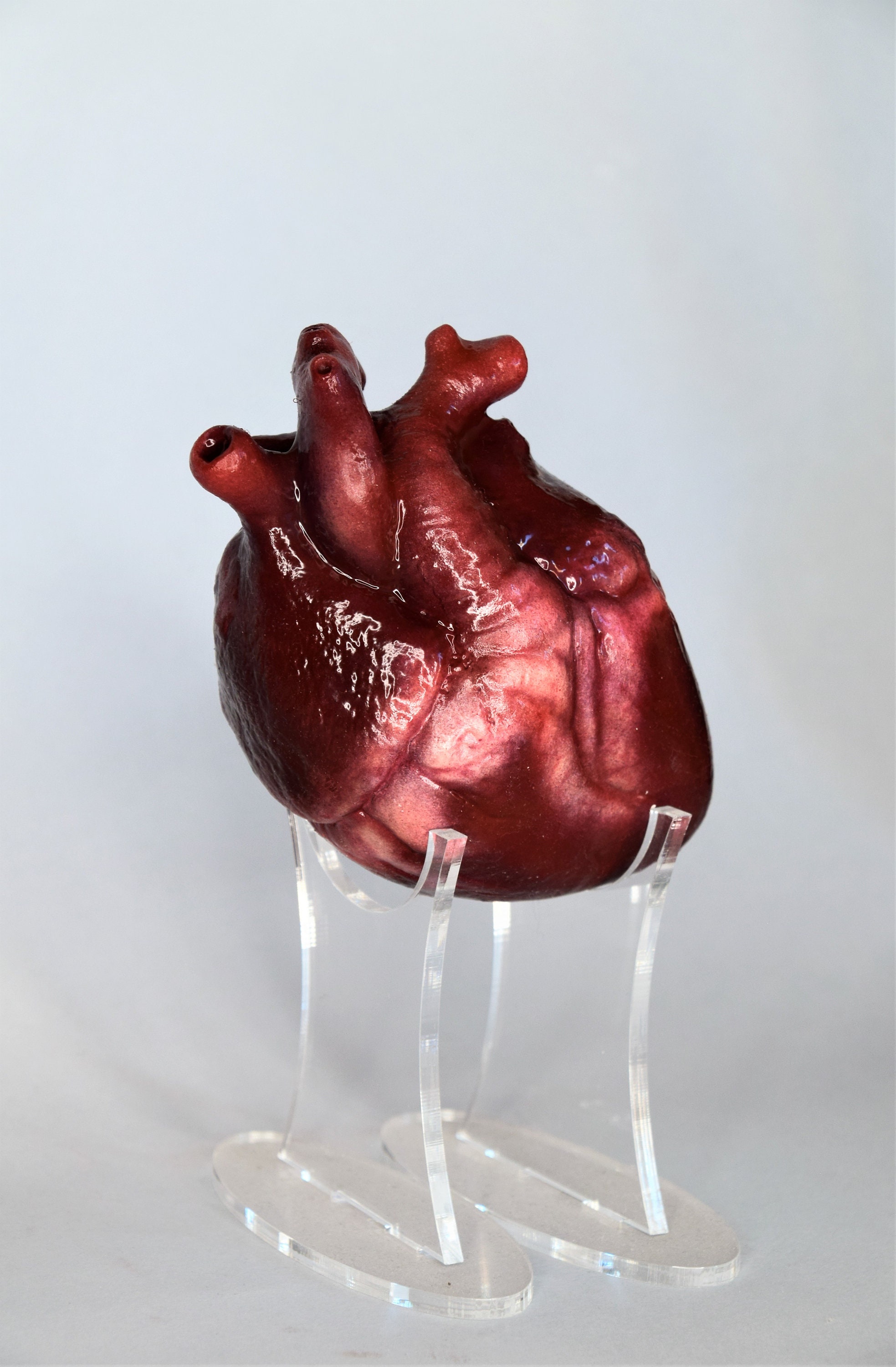 Realistic Human Heart Life Size Anatomical Human Heart | Etsy