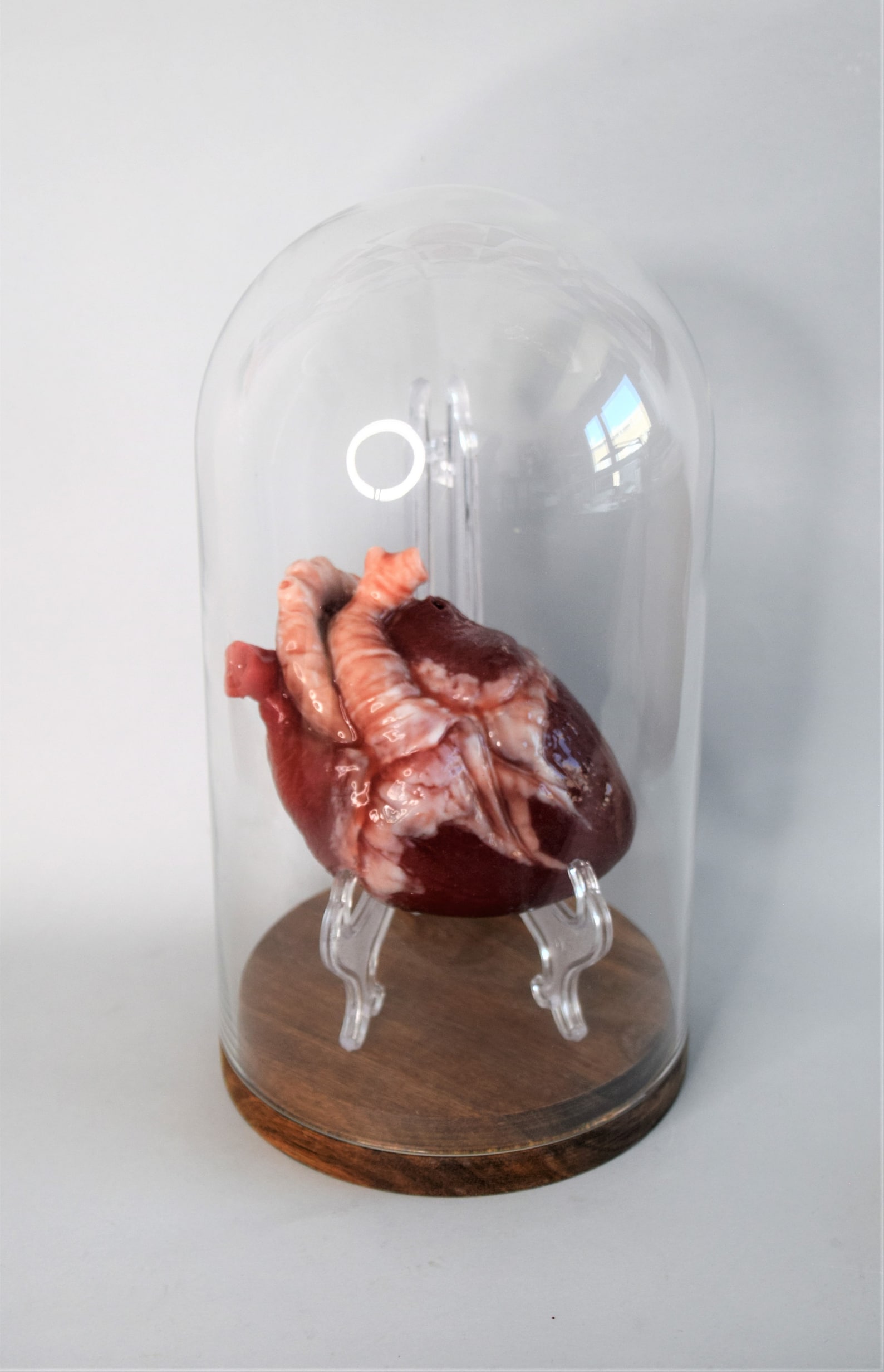 Hollow Realistic Human Heart Life Size Anatomical Human - Etsy