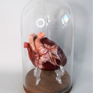 Hollow Realistic Human Heart Life Size Anatomical Human - Etsy