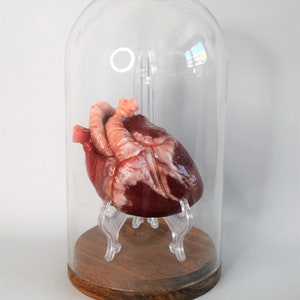 Realistic Human Heart Life Size , Anatomical Human Heart Silicone ...