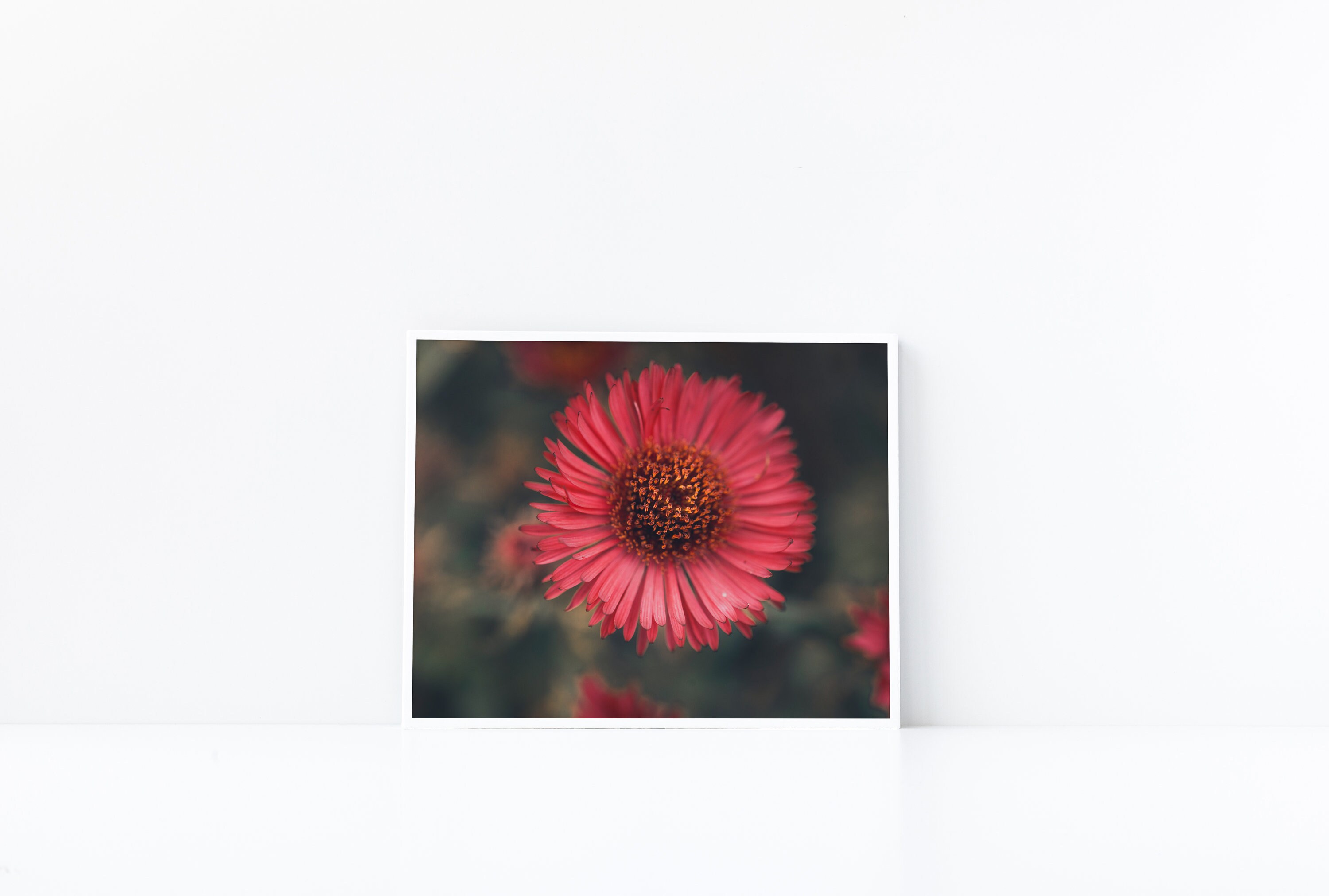 Flower Photo A4, A3 & A2 Print Available Photograph, Image of a Pink ...