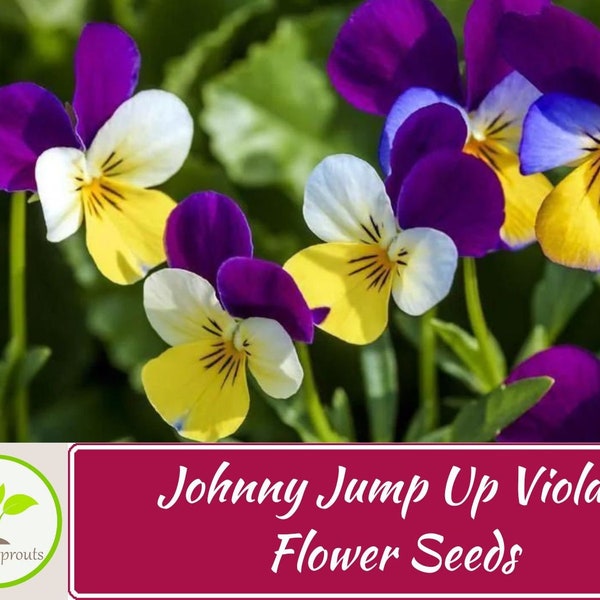 Johnny Jump Up - Etsy