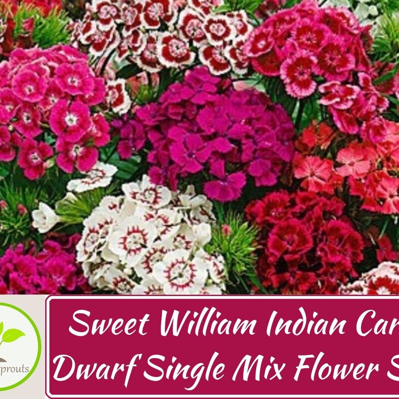 Indian Dwarf Vegetable Plants - Etsy