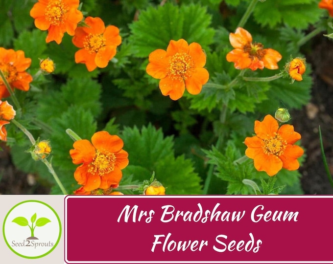 GEUM 'TOTALLY TANGERINE - Starter Plant - Dormant - Etsy