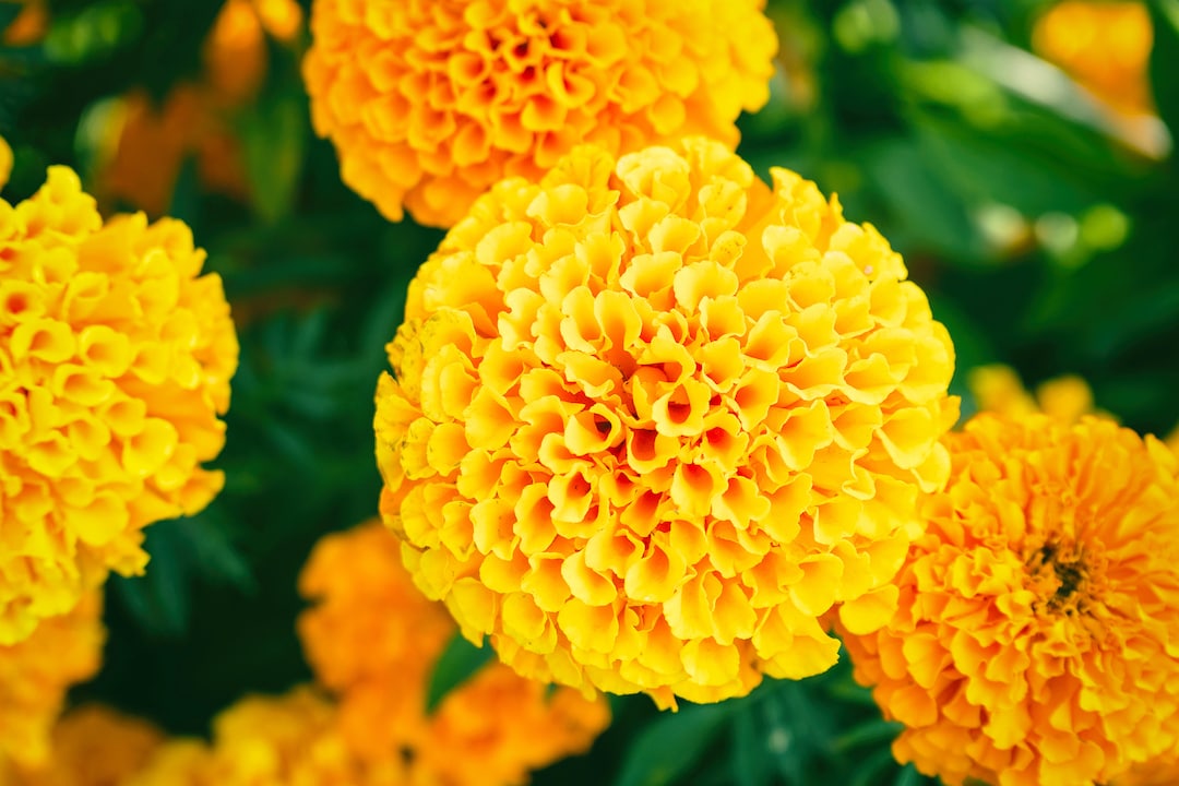 250+ Cracker Jack Marigold Seed Mix, African Marigold Seeds, Flower ...