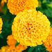 250+ Cracker Jack Marigold Seed Mix, African Marigold Seeds, Flower ...
