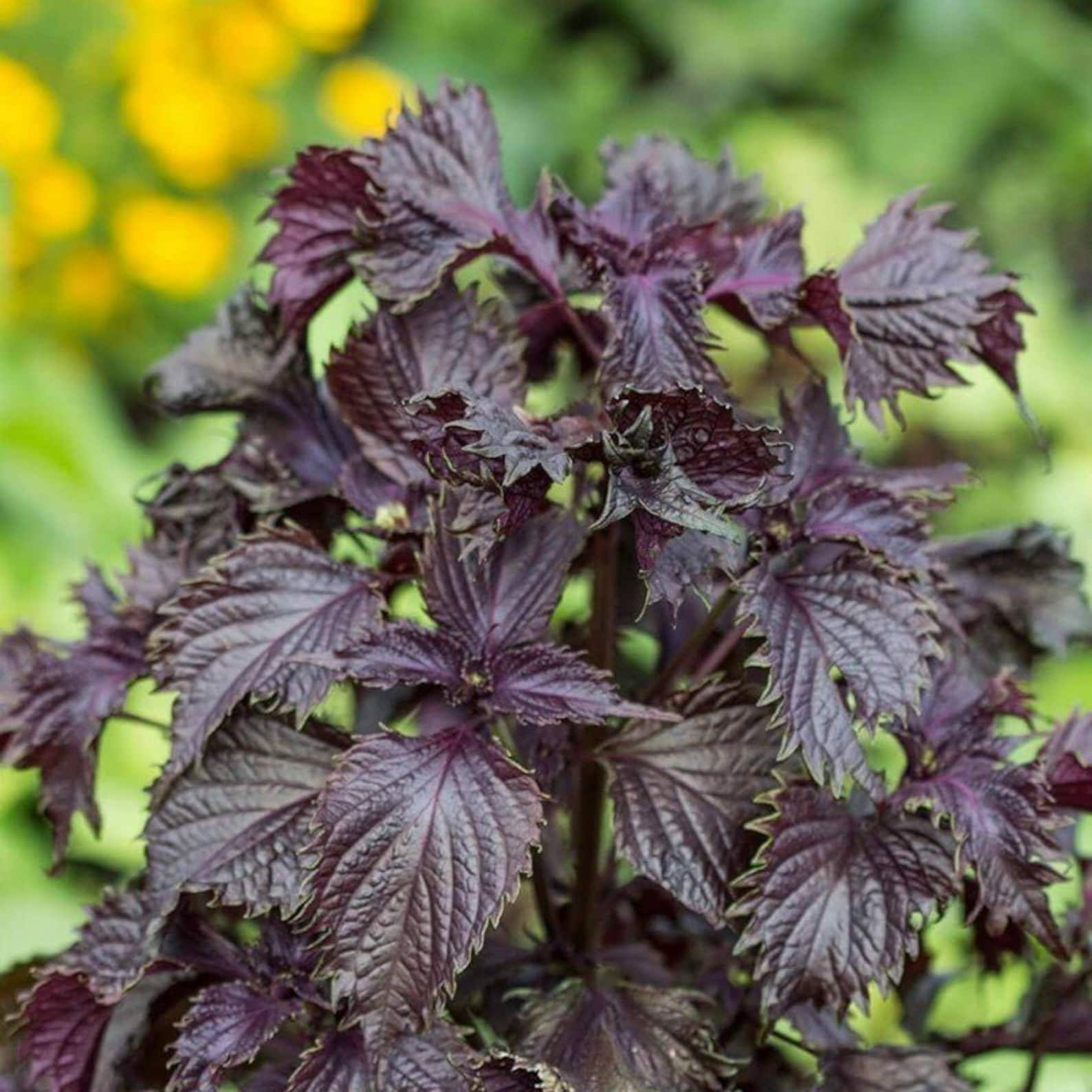 250 Purple Shiso Herb Seedsperilla Herb Seeds Non-gmo - Etsy